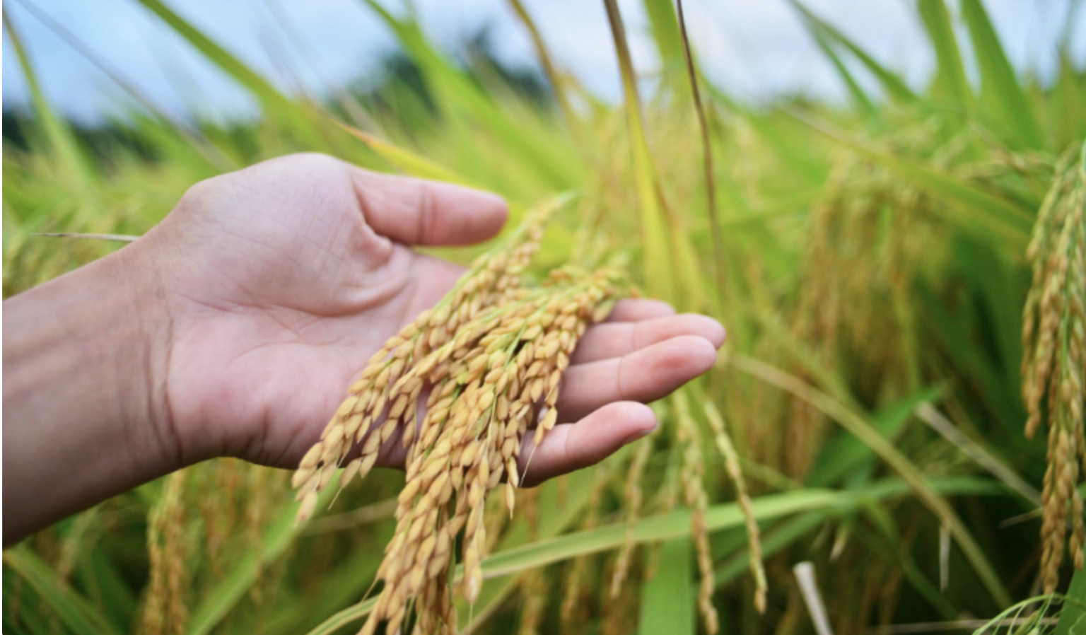 LANDBANK welcomes RCEF extension until 2031, to continue supporting ...